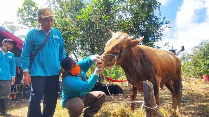 Jelang Idul Adha 2023, Dinas Pertanian Kotim Periksa Kesehatan Hewan ... Jelang Idul Adha 2023, Dinas Pertanian Kotim Periksa Kesehatan Hewan ...