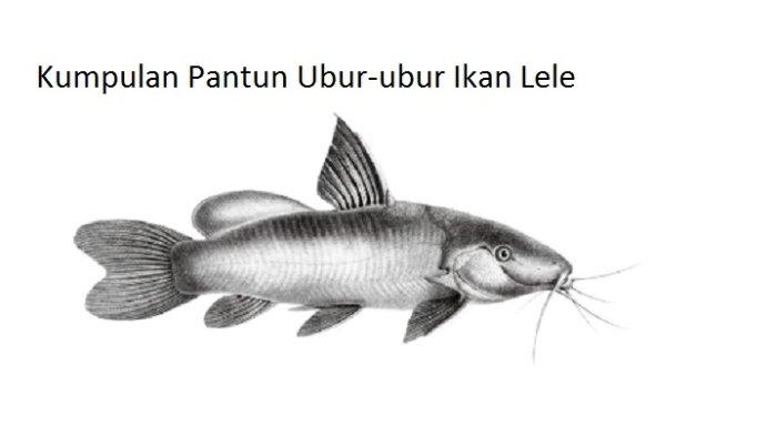 VIRAL 29 Pantun Ubur-ubur Ikan Lele untuk Caption Media Sosial, 'Hari Libur Kemana Aja Lee ...