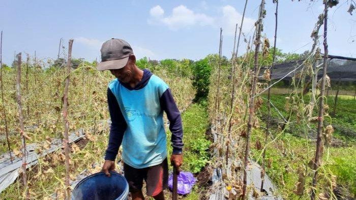 BREAKING NEWS, Gagal Panen karena Kemarau, Petani Kalampangan Palangkaraya Rugi Puluhan Juta ...