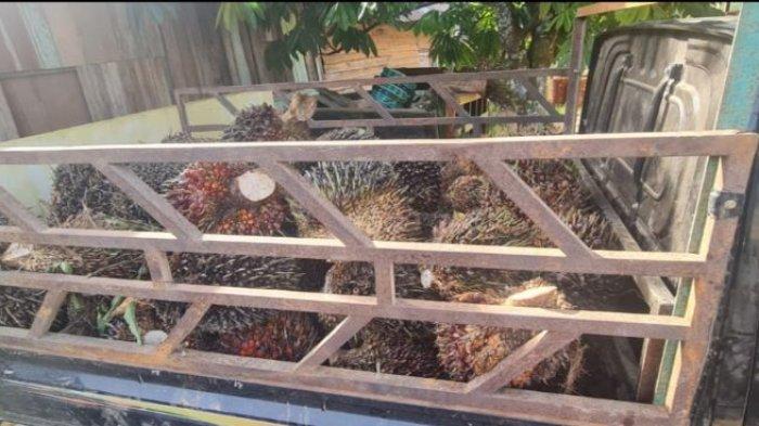3 Bandit Kepergok Warga Curi Buah Sawit dari Bak Pikap Jalan Poros Marangkayu Kukar ...