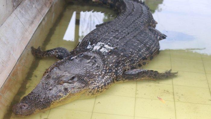 Sering Berkeliaran di Sekitar Permukiman Warga, Tim BKSDA Kaltim ...