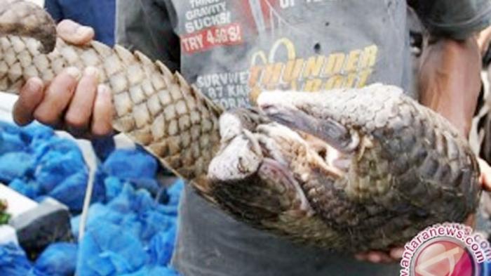 BKSDA : 500 Kilogram Daging Trenggiling Belum Dikirim - Tribunkalteng.com