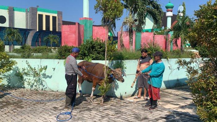 PHBI Kotim Sembelih 10 Ekor Sapi dan 3 Ekor Kambing Dibagikan untuk ...