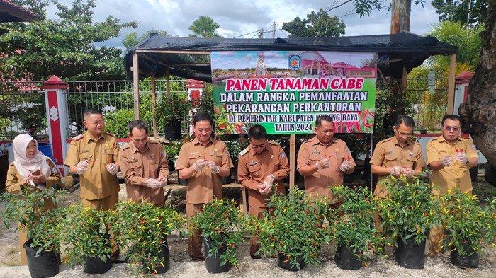 Pj Bupati Hermon Panen Perdana Tanaman Cabe di Lingkungan Perkantoran Pemkab Murung Raya ...