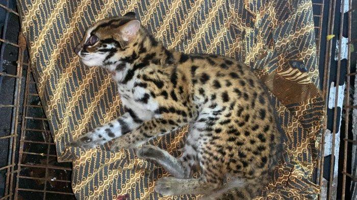 Tim ERP Evakuasi Kucing Hutan Luka Parah Kelahi dengan Kucing Lain ...