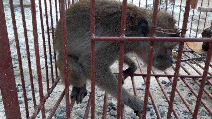 Serang 5 Bocah di Pulau Sewangi Batola, Monyet Ekor Panjang Ditaklukkan ...