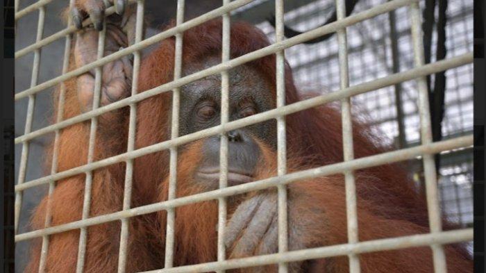 Wanto Orangutan Berumur 17 Tahun Tertua Dilepasliarkan di Taman ...