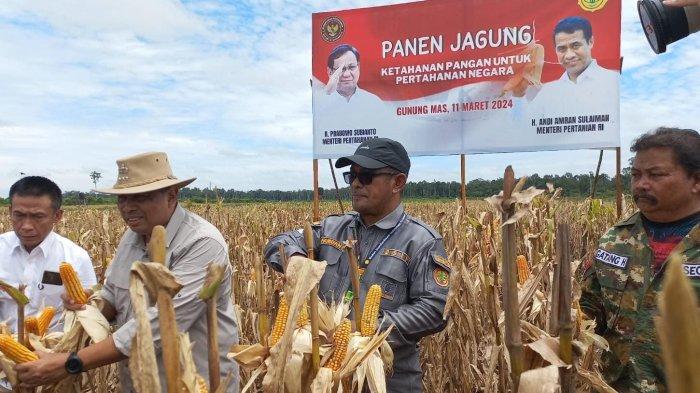 Kementan dan Kemenhan Gelar Panen Raya Jagung di Kawasan Food Estate Gunung Mas Kalteng ...
