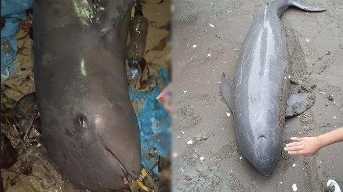 Video Viral, Ikan Pesut Mati Terdampar di Pantai Toboali Bangka Selatan ...