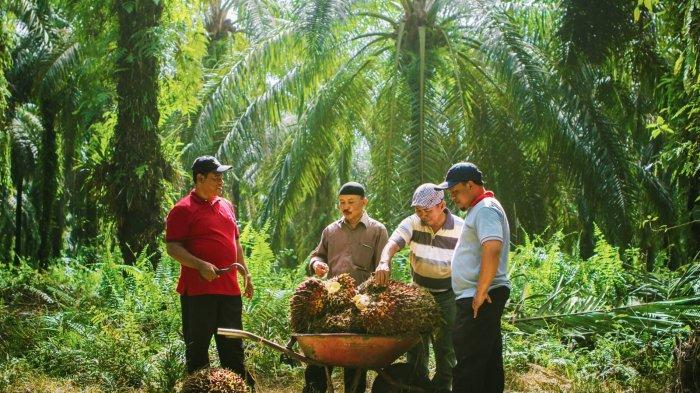 Peremajaan Sawit Rakyat Pola Kemitraan Efektif Tingkatkan Produktivitas - Tribunkalteng.com