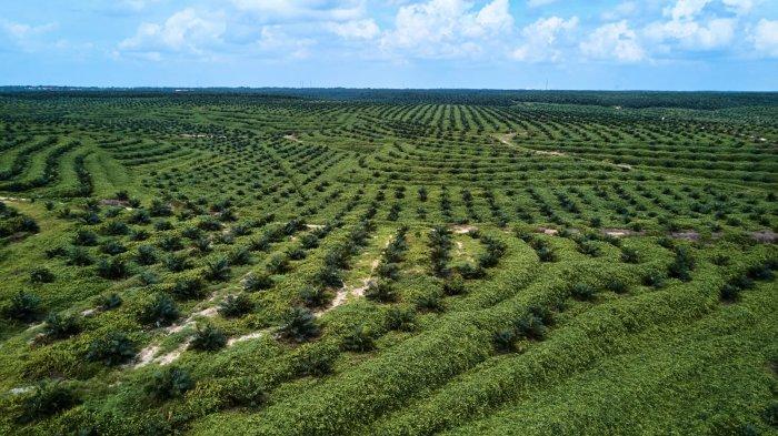 Prabowo Ingin Indonesia Tambah Lahan Sawit, Begini Respons GAPKI dan ...