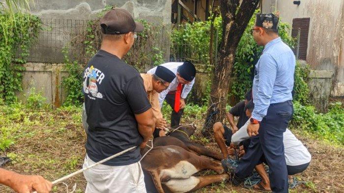 Keluarga Besar Setda Kotim Potong Sapi Kurban dan Makan Bersama untuk ...