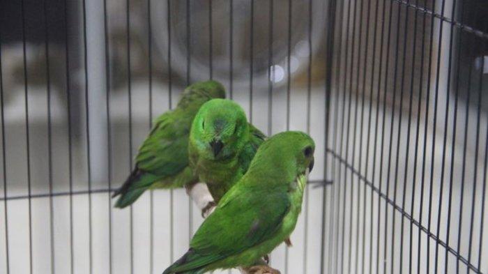 118 Burung Gagal Diselundupkan dari Kalteng, Dilepasliarkan di Bukit ...