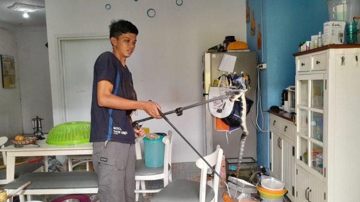 Ular Berbisa Tedung Kapar di Jalan Tingang Sembunyi Bawah Meja Kompor ...