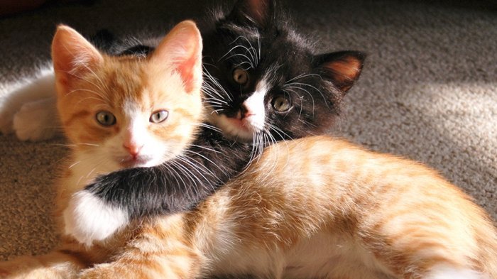 Kisah Islami: Inilah Nama Kucing Kesayangan Nabi Muhammad SAW, Bertemu ...