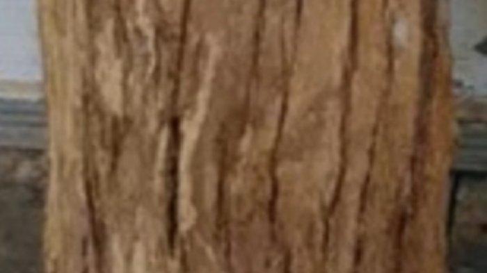 Sembuhkan Amandel dengan Kulit Kayu Halaban, Ternyata Kayunya Juga ...