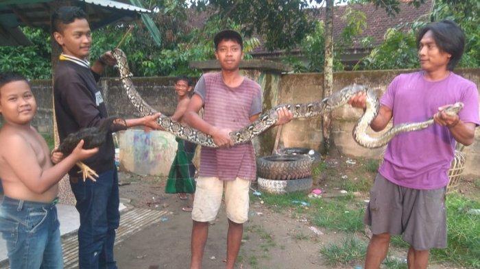 Geger Ular Sanca Batik Besar di Kampung Baru Martapura - Tribunkalteng.com