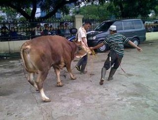 Sapi Mengamuk, Pipi Asian Berlumuran Darah - Tribunkalteng.com