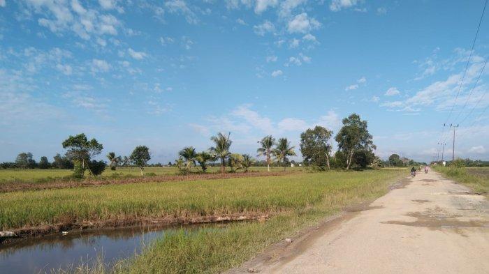 Realisasi Program Food Estate di Penajam Paser Utara pada Tahun 2023 ...