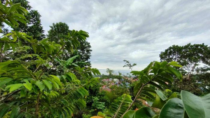 2 Juta Lebih Bibit Pohon Endemik Ditanam di 15 Desa Daerah Kukar ...