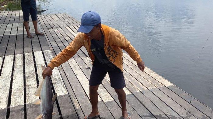 Pemancing di Folder Ilham Maulana Sangatta Kutim Dapat Ikan Patin 4 ...
