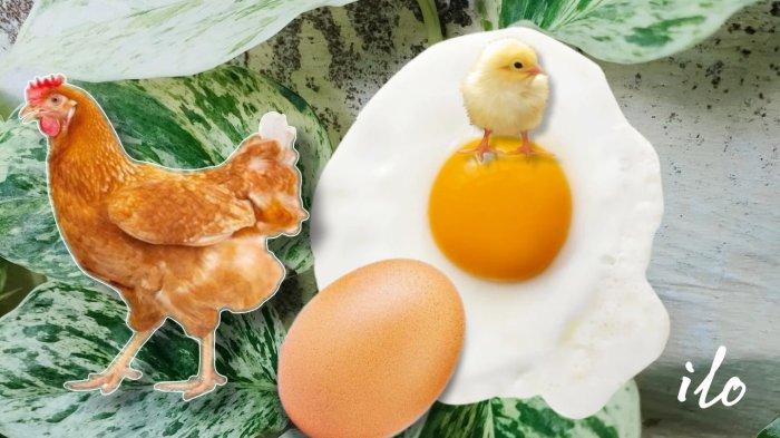 Agenda Bangun 10 Kandang Ayam Broiler dan Petelur di Paser, Guyur Dana ...