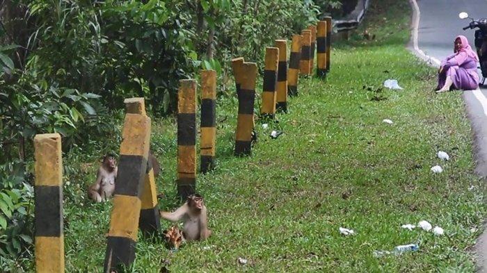 BKSDA Kaltim Larang Beri Makan Satwa di Jalur Menuju IKN Nusantara ...