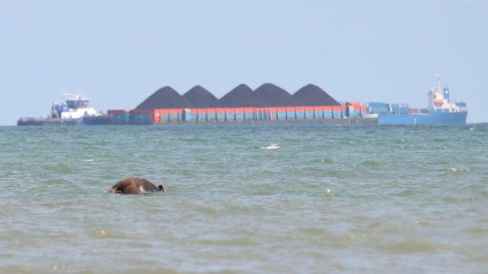 2 Bangkai Sapi Terombang-ambing di Pantai Balikpapan, Warga Bingung ...