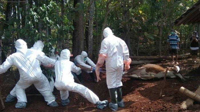 7 Fakta Antraks di Gunungkidul, Diduga Berawal dari Tradisi Brandu ...