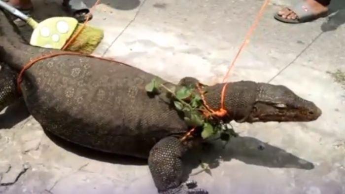 Viral Biawak Ukuran Cukup Besar di Samarinda, Sudah Diamankan Warga ...