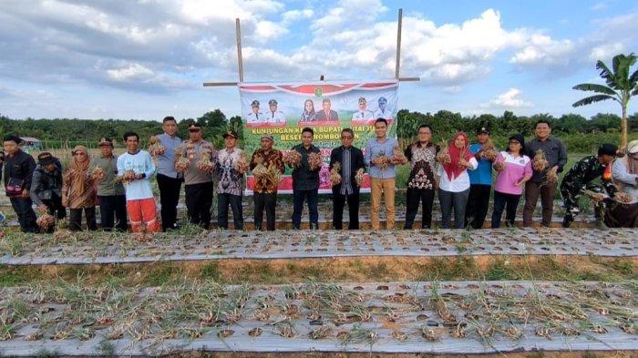 Petani di Rantau Pulung Kutai Timur Panen Bawang Merah Hingga 1,5 Ton ...