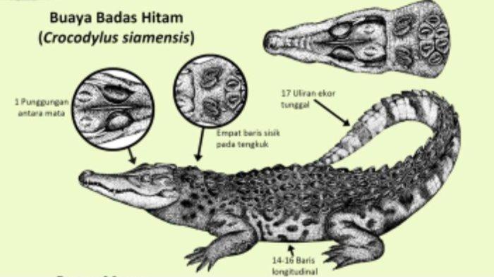 Buaya Badas Hitam di Kutim Beri Dampak Positif Bagi Warga Sekitar - Tribunkaltim.co