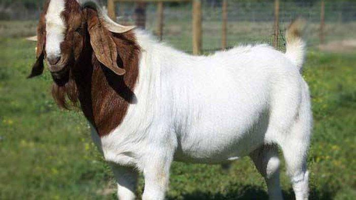 Penjelasan Kurban 1 Kambing Bisa untuk Berapa Orang serta Doa Syarat Kelayakan Hewan Kurban ...