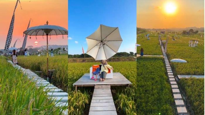 Viral Wisata Baru di Kalimantan Timur, View Sawah dan Sunset yang Indah ...
