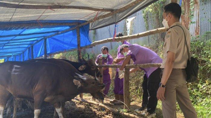 Peningkatan Populasi Ternak Sapi di Berau Didukung Teknologi Inseminasi Buatan - Tribunkaltim.co