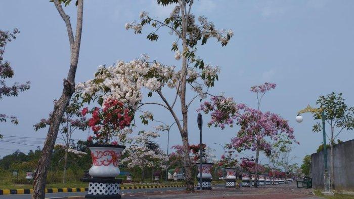 Cantiknya Bunga Tabebuya di Sepanjang Jalan Provinsi Kabupaten PPU ...