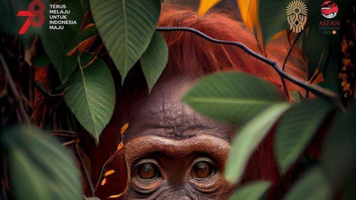 Tambang Ilegal Kepung Sekolah Orangutan di Labanan Berau - Tribunkaltim.co