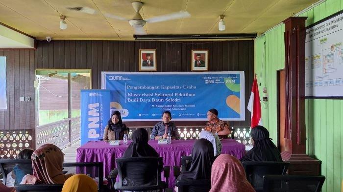 PNM Menggelar Klasterisasi Budidaya Daun Seledri - Tribunkaltim.co