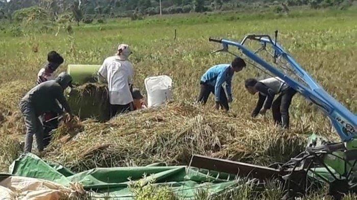 Pemprov Kaltim Bakal Bantu Alat Penyuplai Air, Tiga Kelompok Tani Panen Raya Padi di Kukar ...