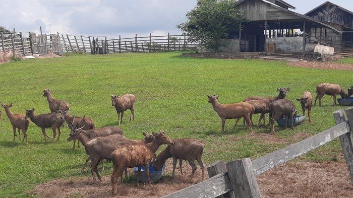 Mengintip Penangkaran Rusa di Penajam Paser Utara, Tahun 2024 Bakal Ada ...