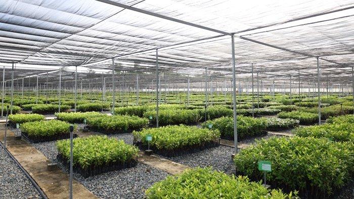 Kembalikan Hutan Hujan Tropis di IKN, Persemaian Mentawir Tanam 1,5 Juta Bibit Pohon Endemik ...