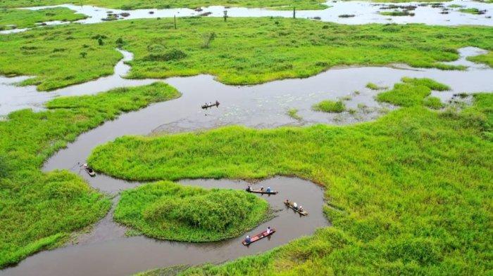 Lahan Basah Mesangat-Suwi di Kutai Timur Habitatnya Buaya Siam dan ...