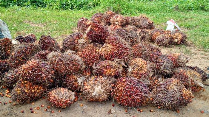 Kepergok Curi Sawit Pakai Perahu di Kukar, Lima Sekawan jadi Tersangka - Tribunkaltim.co