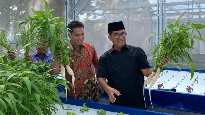 Panen Perdana Sayuran Hidroponik di Green House Asrama Haji Balikpapan, Ini Pesan Pj Gubernur ...