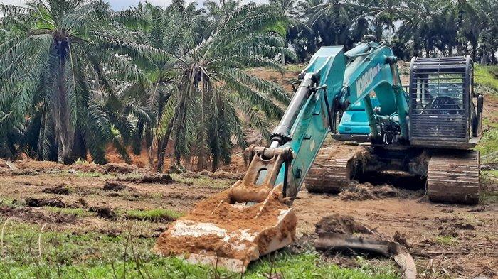Disbunak Paser Ingatkan Perusahaan Perkebunan Pastikan Kawasan Nilai ...