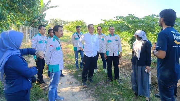 Tingkatkan Nilai Jual, Akmal Malik Ingin Budi Daya Pepaya Mini Khas ...