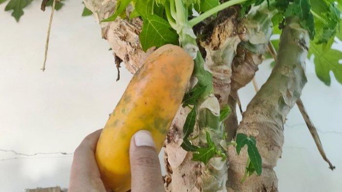 Pepaya Mini Ala Balikpapan Garapan Petani Milenial Kaltim, Akmal Malik ...