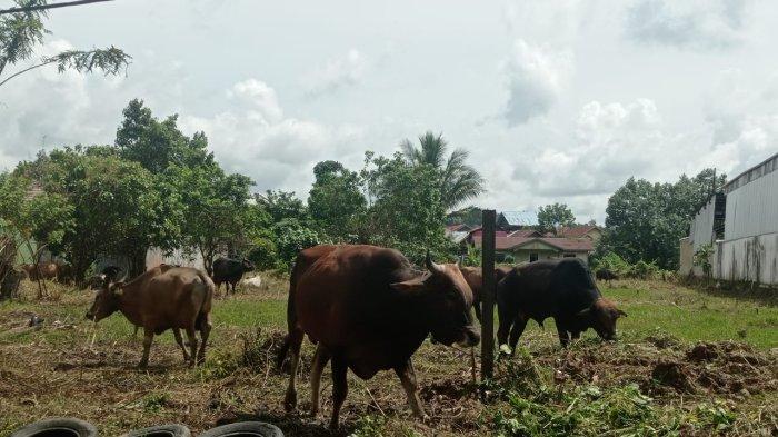 Jelang Idul Adha 2024, Harga Sapi Kurban di Kutai Kartanegara Naik, Limosin Tembus Rp 45 Juta ...