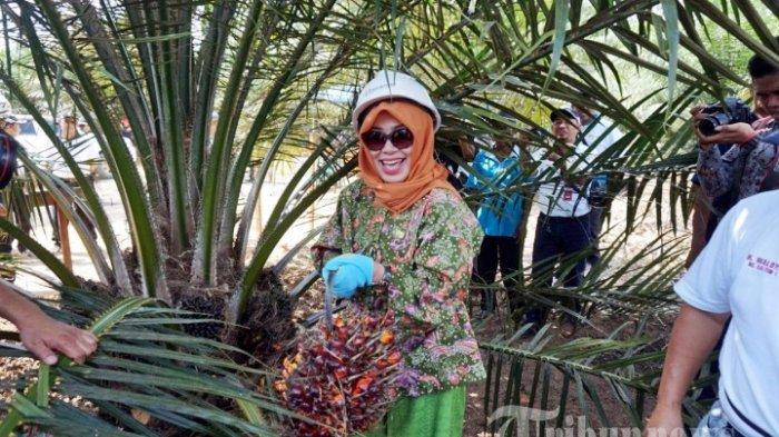 2 Lokasi Penangkaran Bibit Kelapa Sawit Bersertifikat di Kalimantan ...