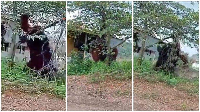Viral Orang Utan Raksasa Kalimantan, Berukuran Setinggi Rumah, Ini ...